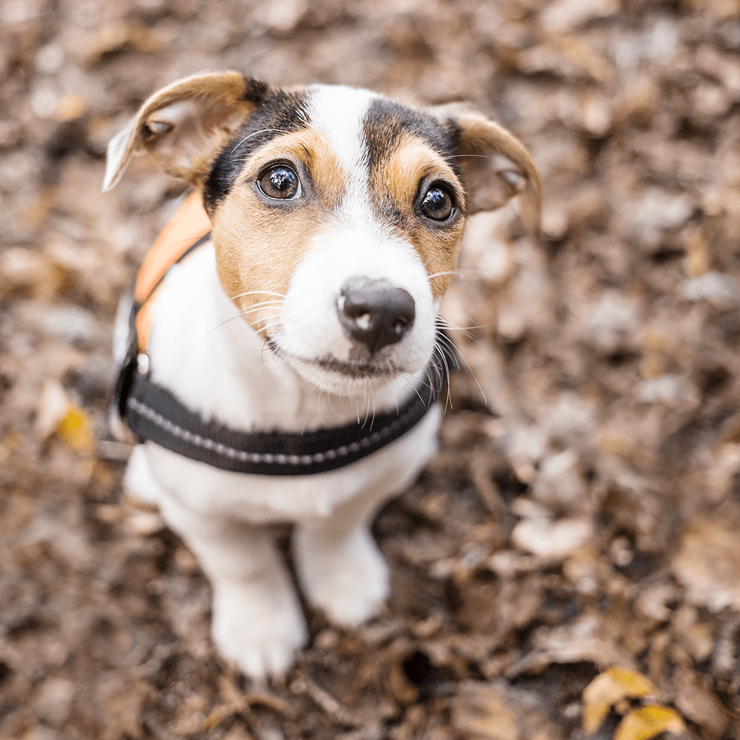 South Africa – Dog Equipment South Africa