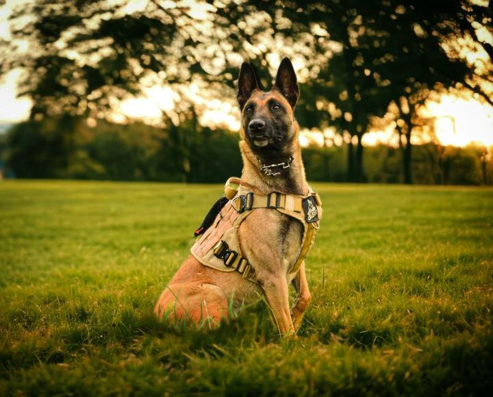 War Dog Tactical – Dog & Handler Equipment South Africa