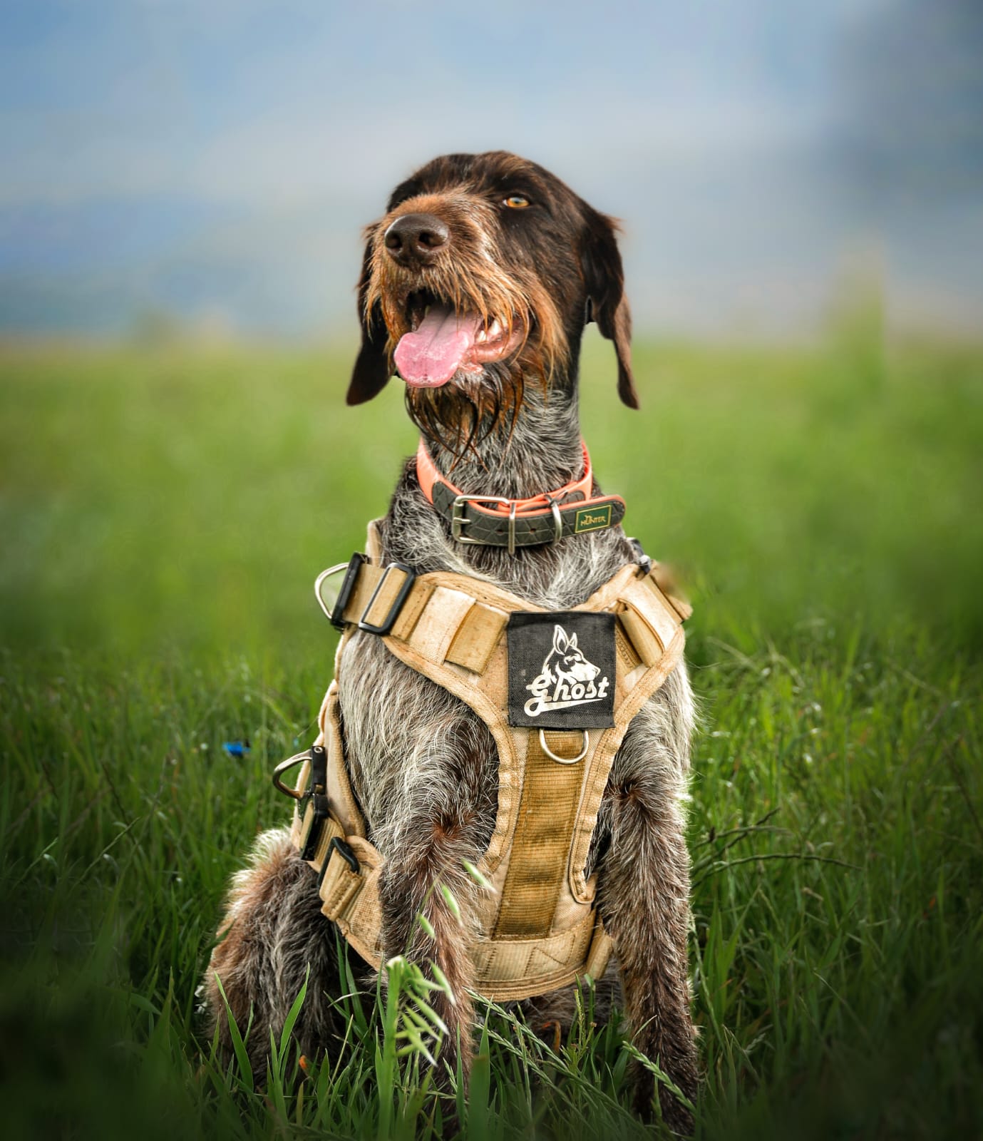 War Dog Tactical – Dog & Handler Equipment South Africa