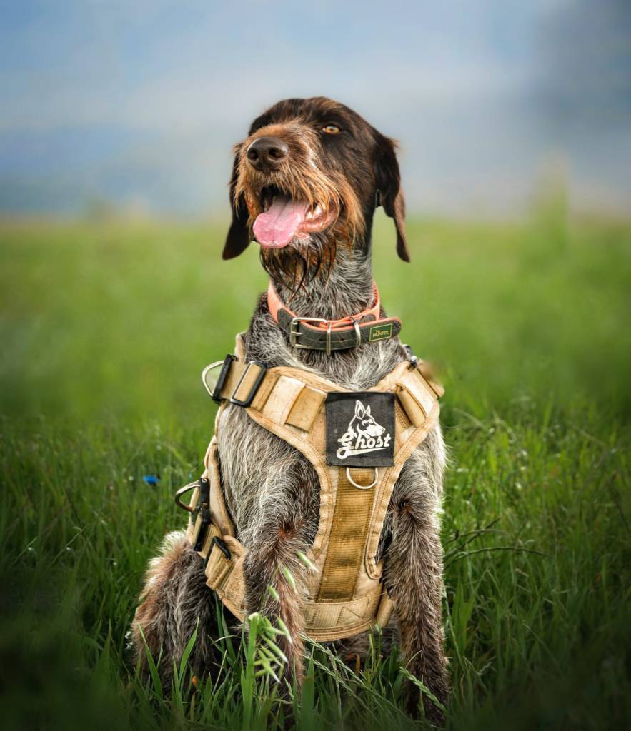 War Dog Tactical – Dog & Handler Equipment South Africa