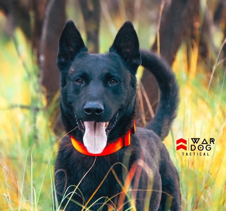 War Dog Tactical – Dog & Handler Equipment South Africa