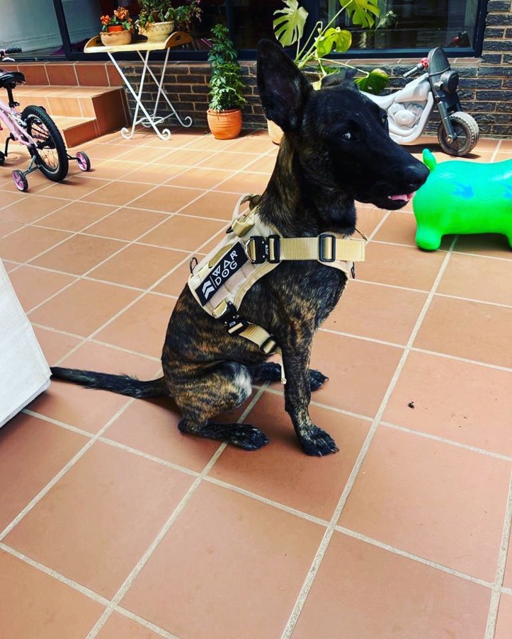 War Dog Tactical – Dog & Handler Equipment South Africa